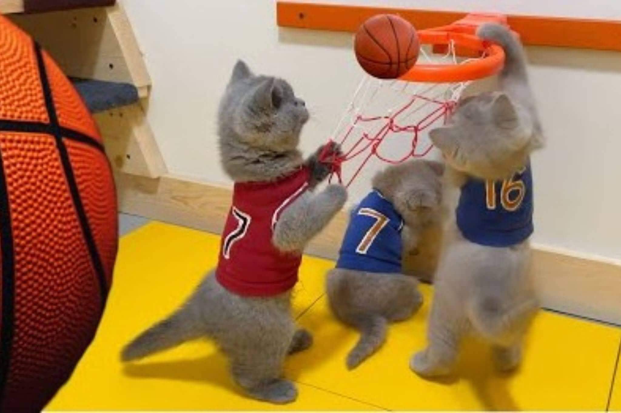 Ο Τάκης Λύρας σε μιαν σπάνια φωτογραφία! - BasketBall Stories